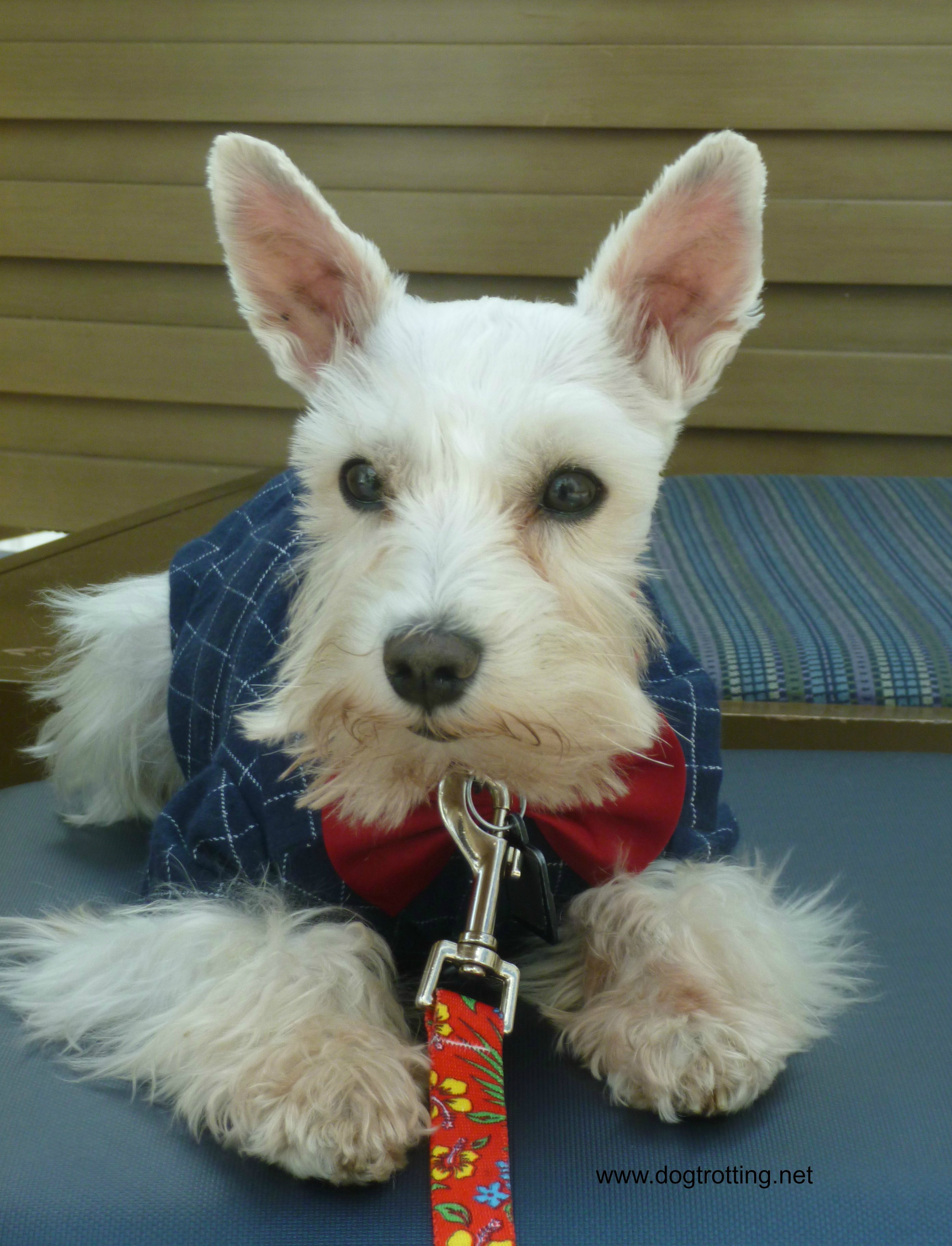 Dog-friendly Myrtle Beach, SC: What you need to know when travelling ...