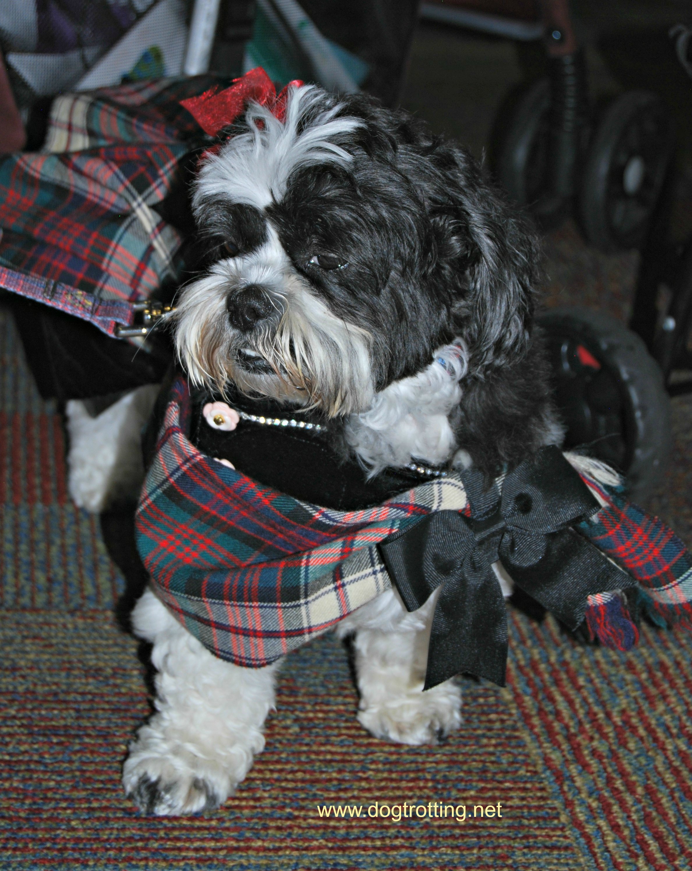 Dog-friendly Myrtle Beach, SC: What you need to know when travelling ...