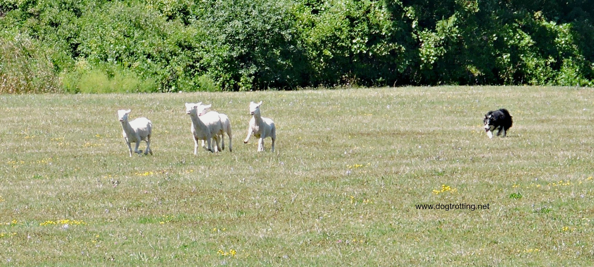 Travel Kingston, ON: Kingston Sheep Dog Trials Festival. Yes, Sheep ...