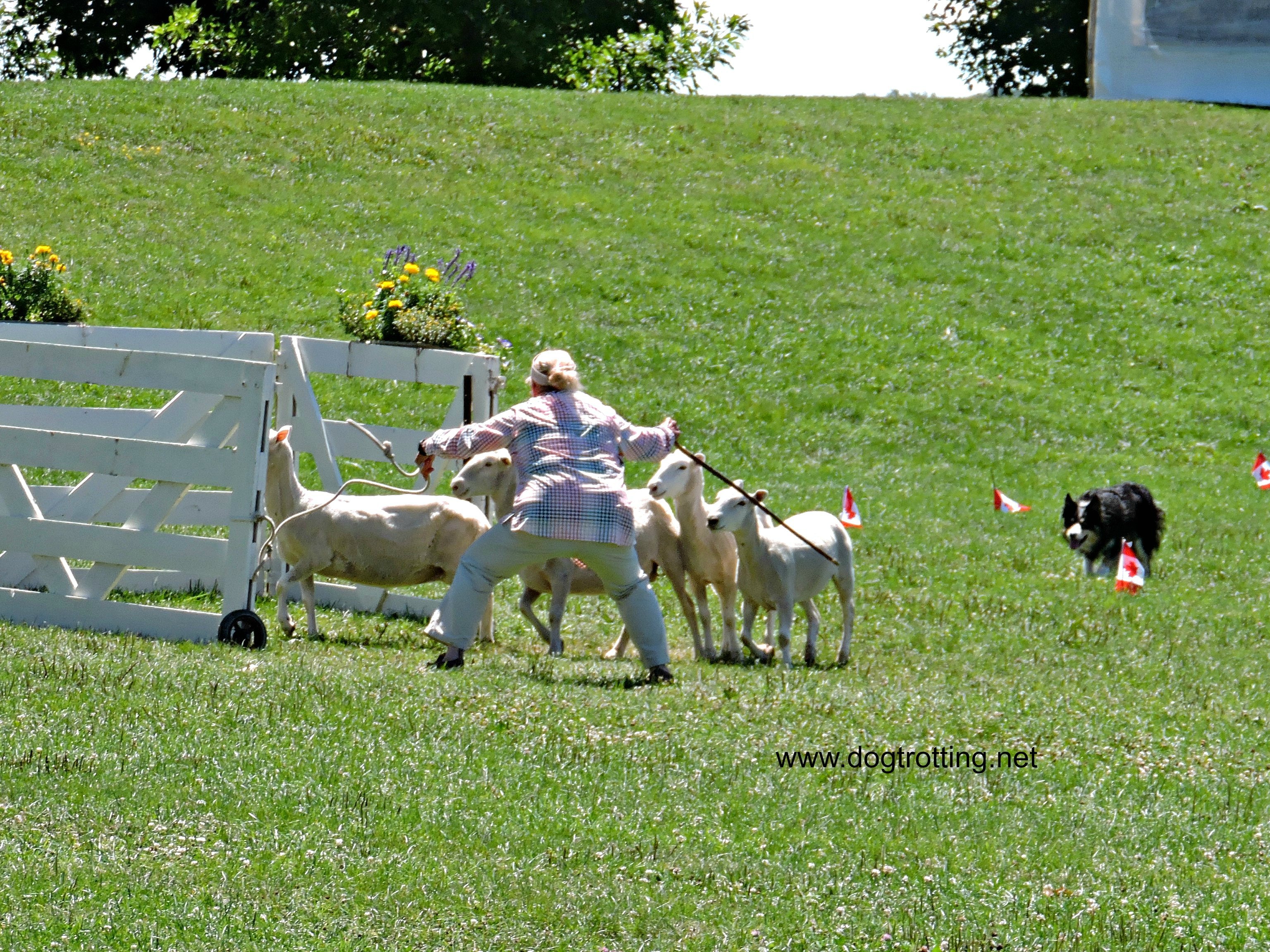 Travel Kingston, ON: Kingston Sheep Dog Trials Festival. Yes, Sheep ...