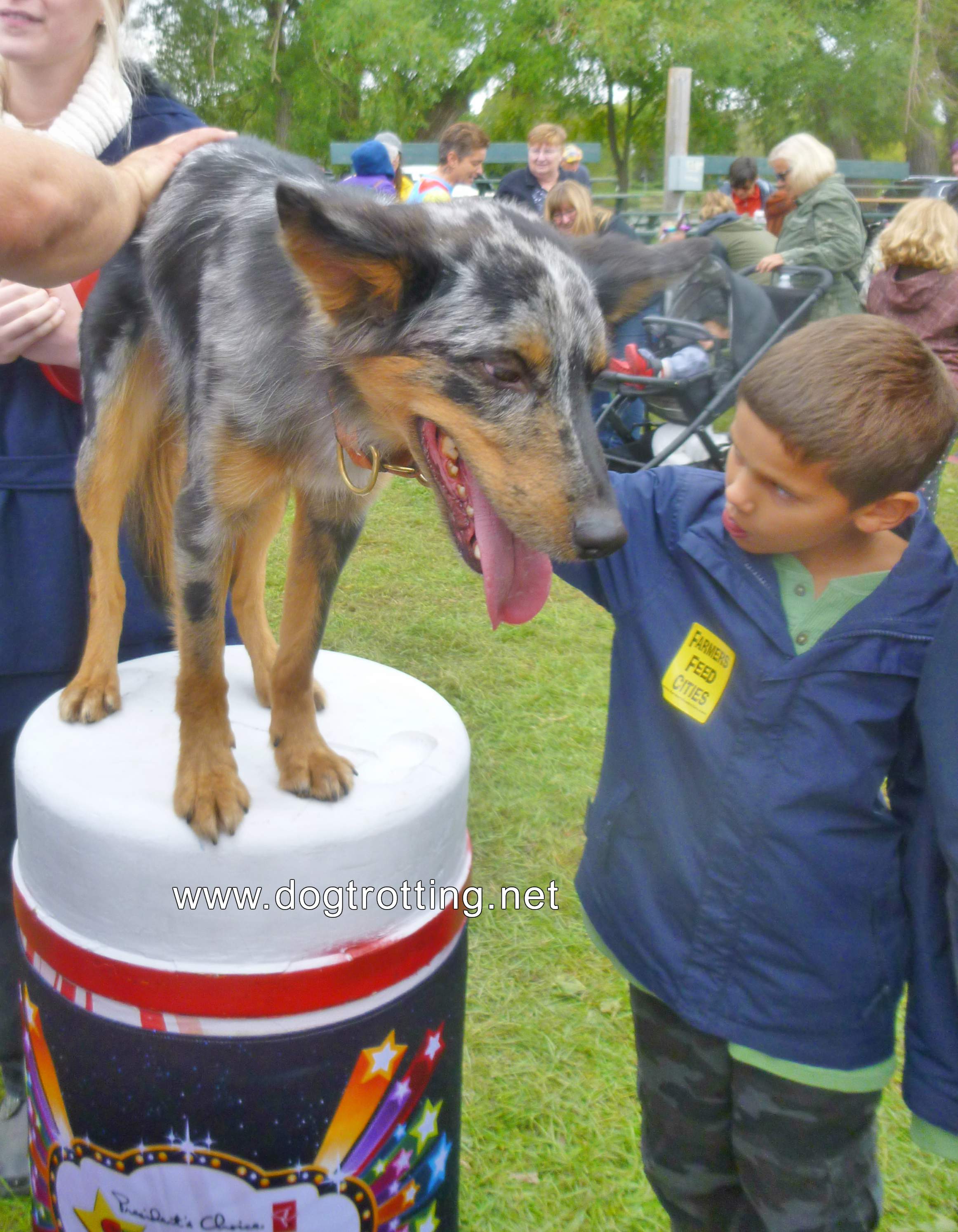 SuperDogs Super Day Drive-in Style: Up-coming Shows - Dog Trotting