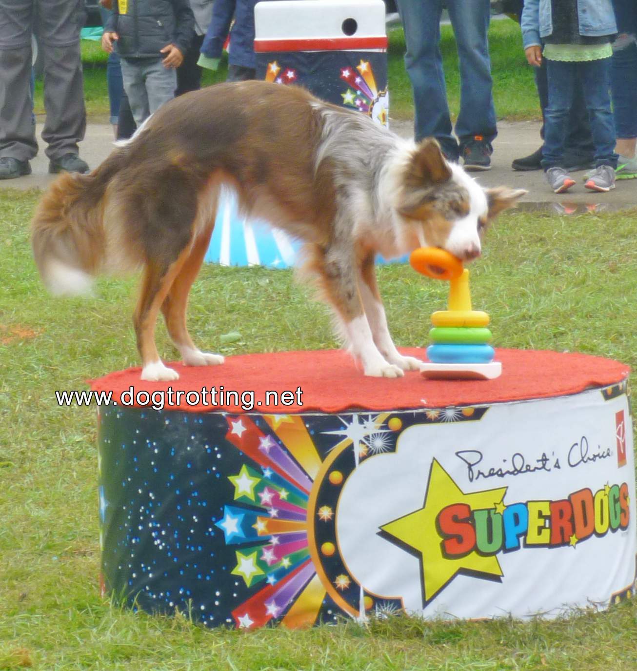SuperDogs Super Day Drive-in Style: Up-coming Shows - Dog Trotting
