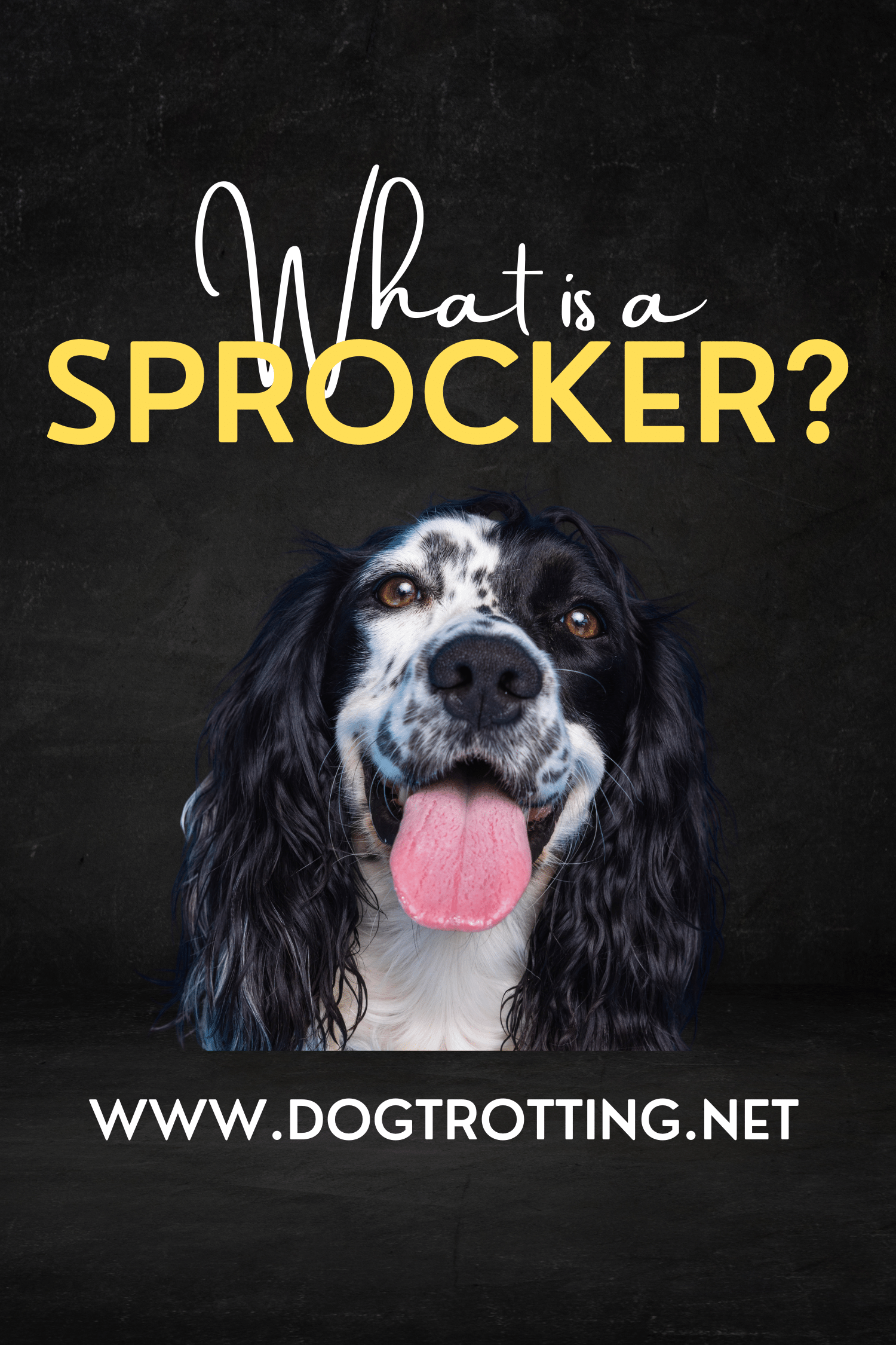 All Your Sprocker Questions Answered … including What is a Sprocker ...